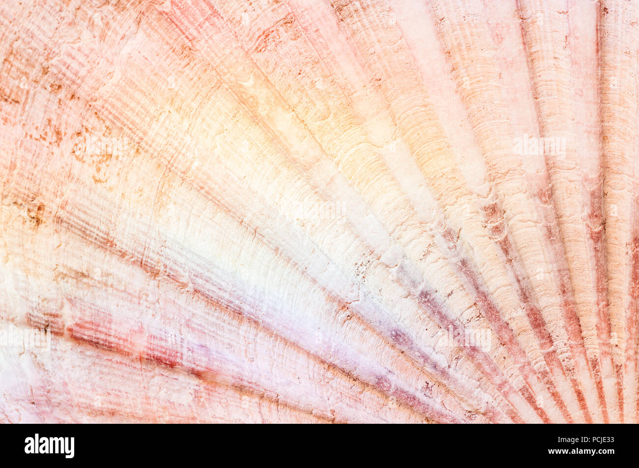 Shell texture hi-res stock photography and images - Alamy