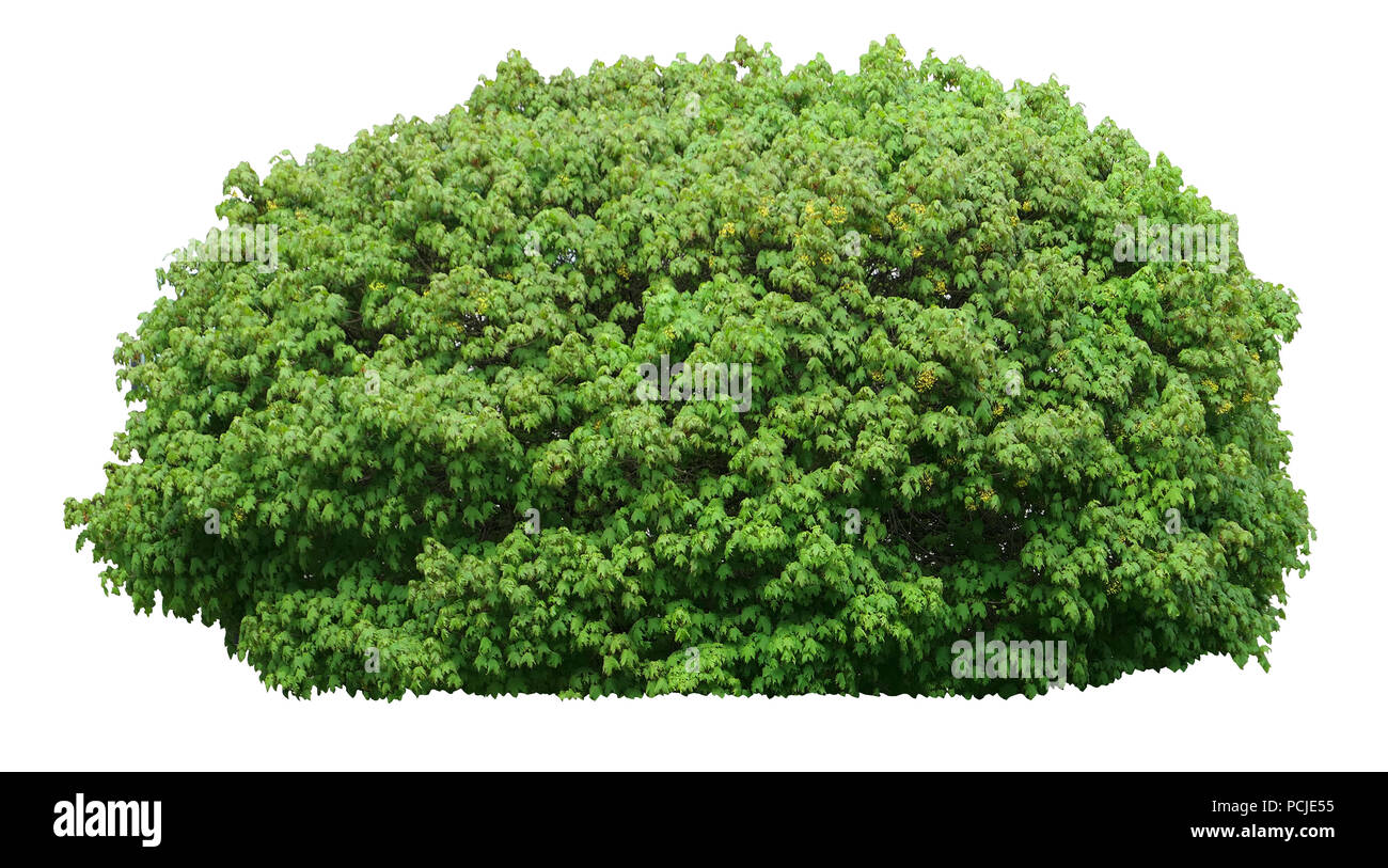 Fresh green bus isolated on white background Stock Photo - Alamy