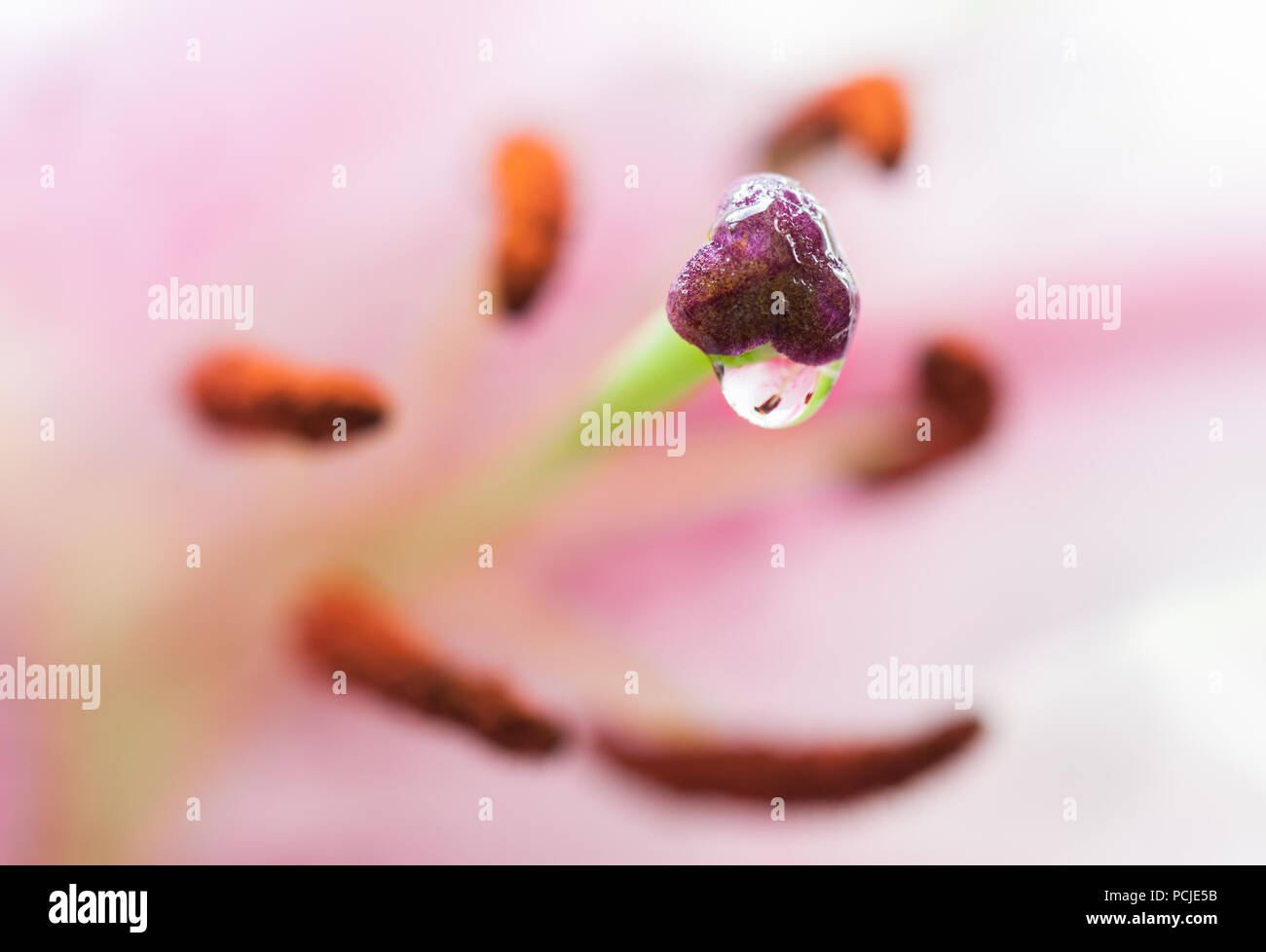 Stigma pistil hi-res stock photography and images - Alamy