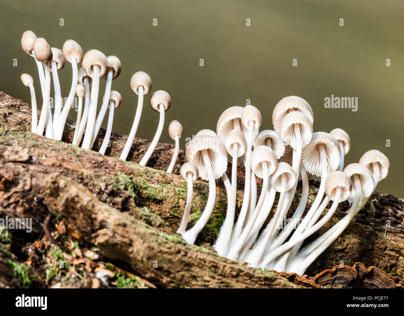 White Mycena Stock Photos & White Mycena Stock Images - Alamy