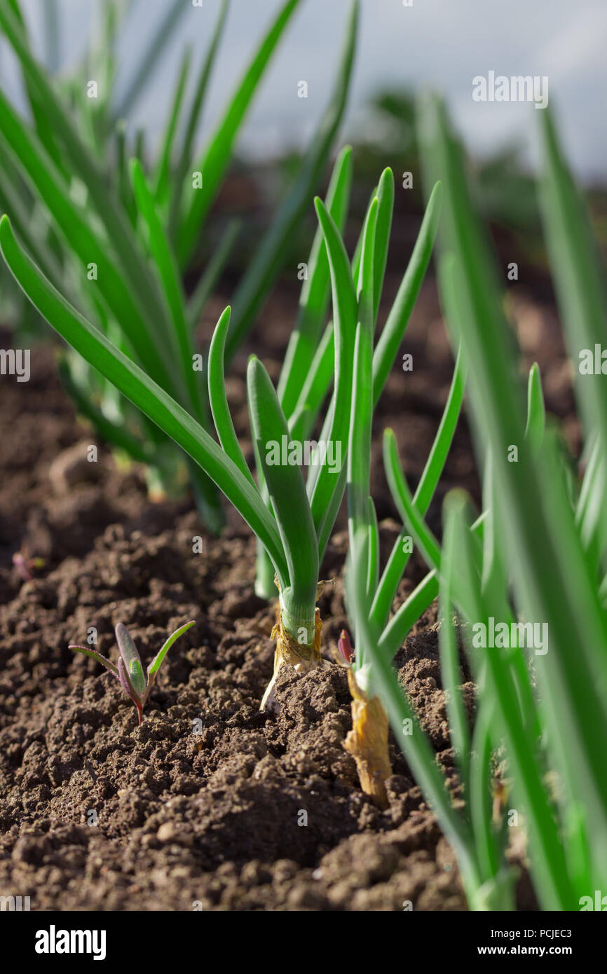 Growing spring onions in a garden Stock Photo - Alamy