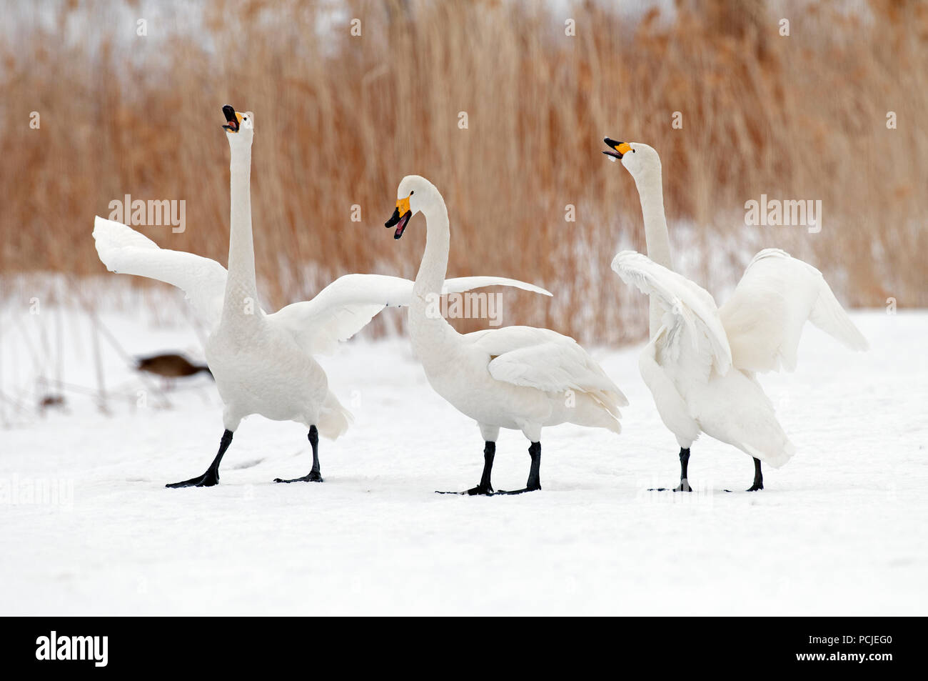 Singing swan hi-res stock photography and images - Alamy