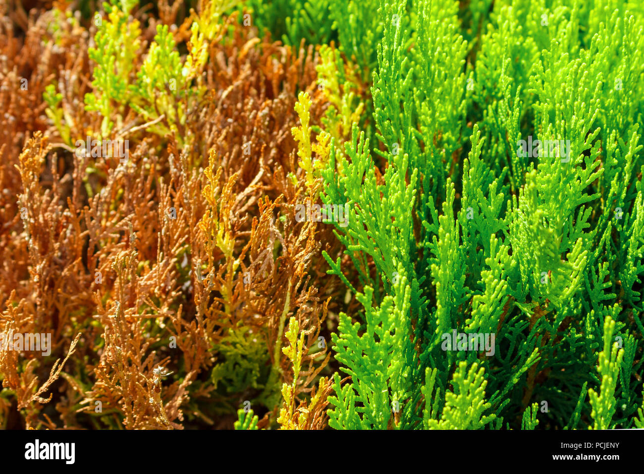 Thujafence hi-res stock photography and images - Alamy