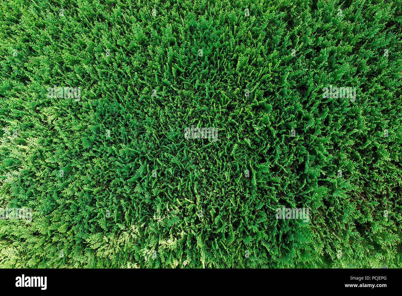 Green Thuja Branch top view background texture Stock Photo - Alamy
