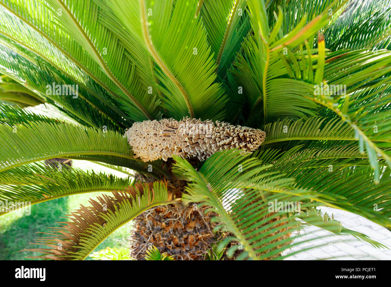 Flowering palm trees cone against the background of green leaves Stock ...