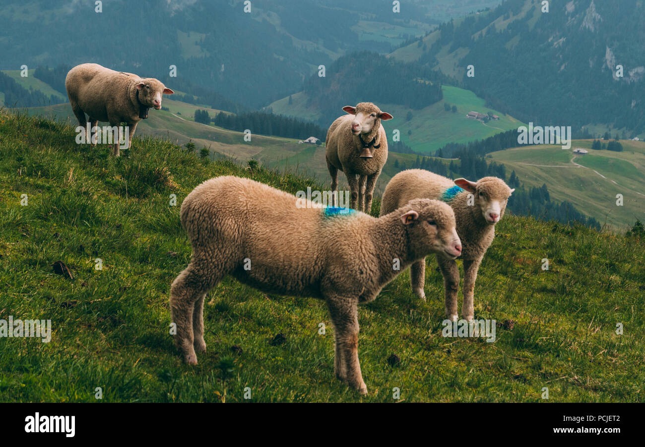 sheeps on a mountain farm on cloudy day the swiss alps brienzer rothorn ...