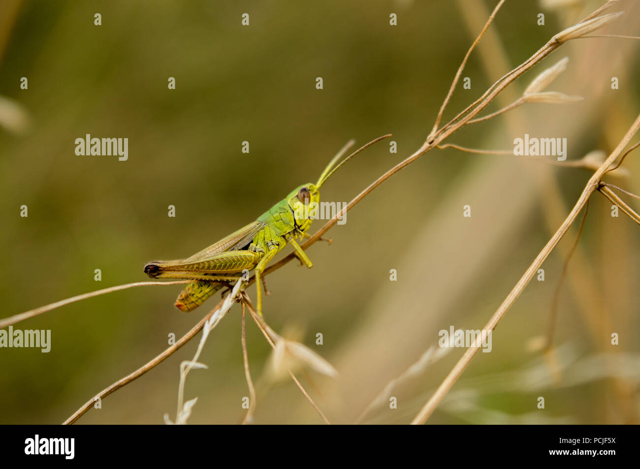 Macro photography of yellow grasshopper in summer meadow Stock Photo ...
