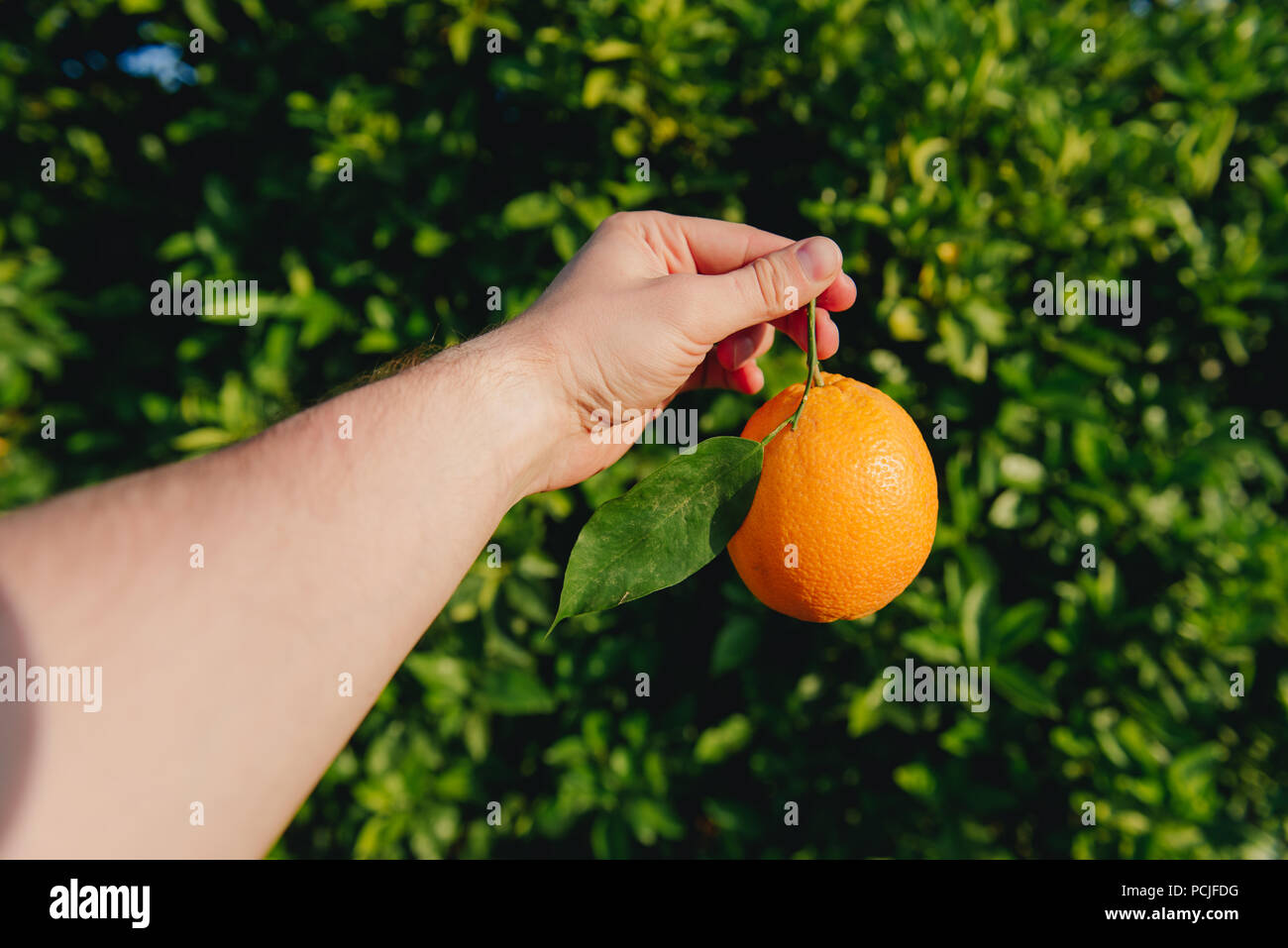 Holding an orange in her hand hi-res stock photography and images - Alamy