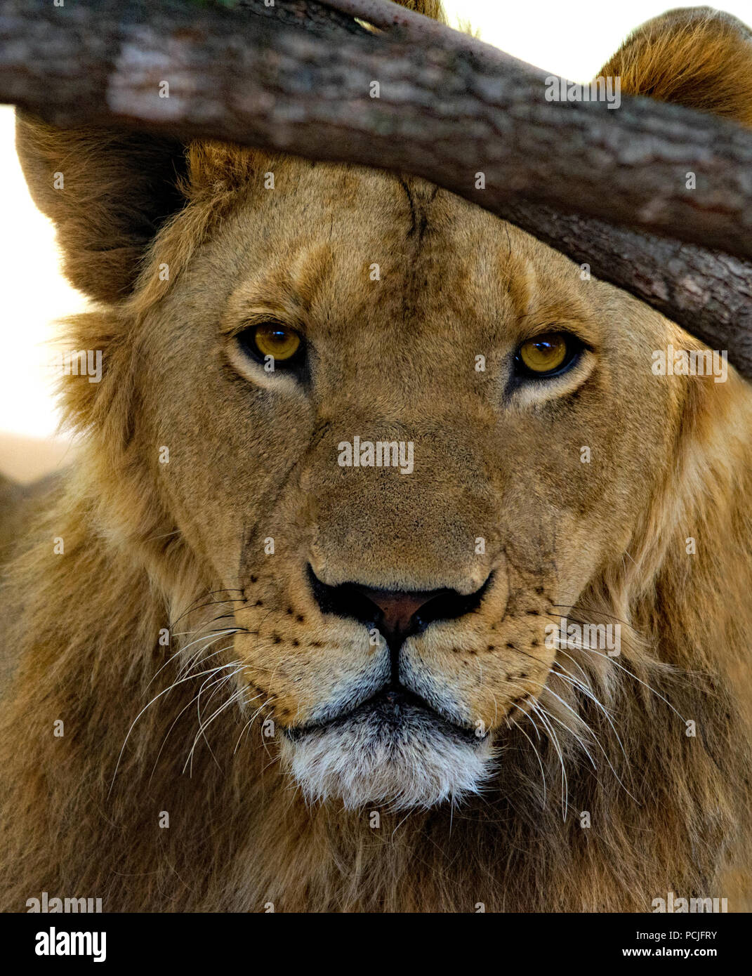 Lion under tree hi-res stock photography and images - Alamy