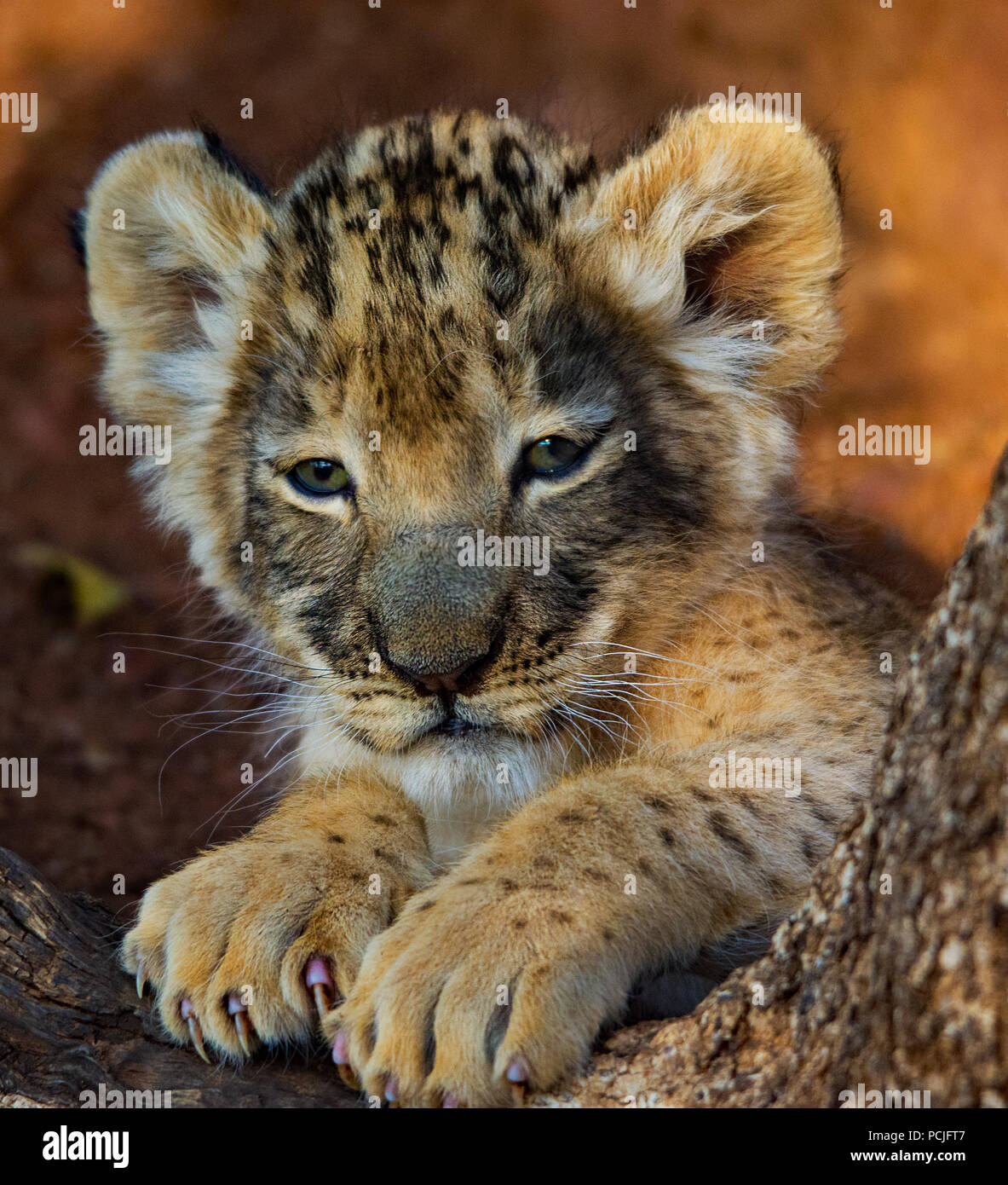 Lion cub sitting looking up hi-res stock photography and images - Alamy