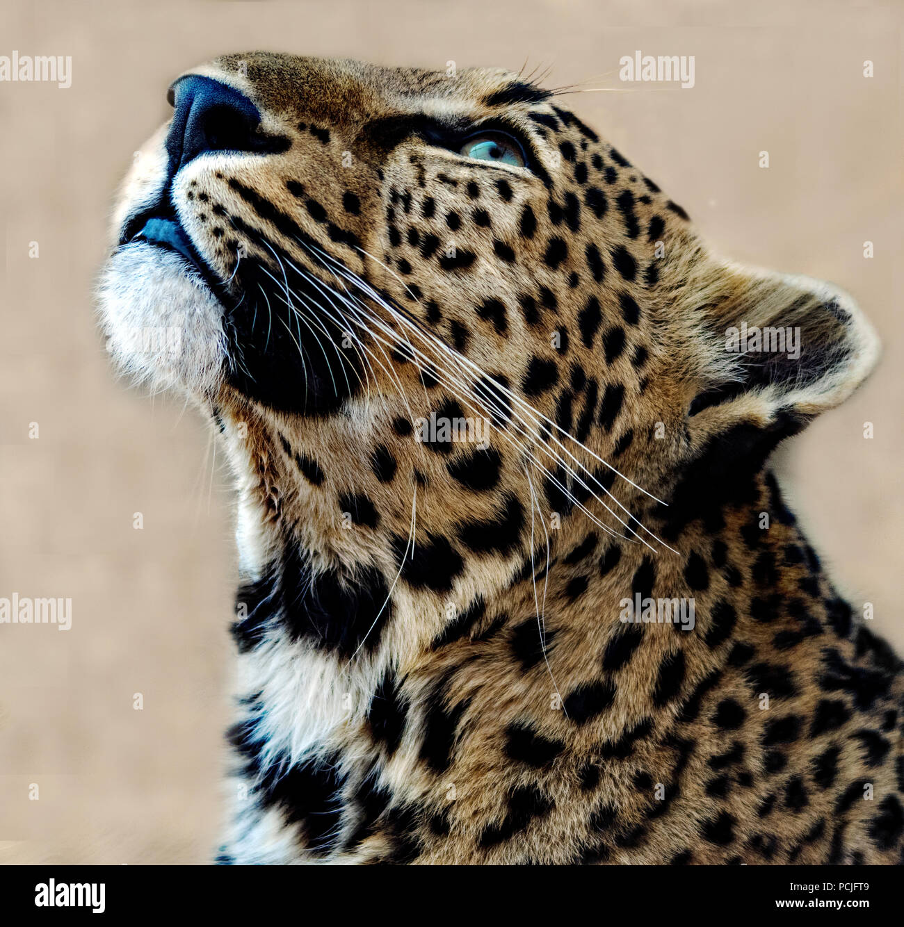 Portrait of a leopard looking up, South Africa Stock Photo - Alamy