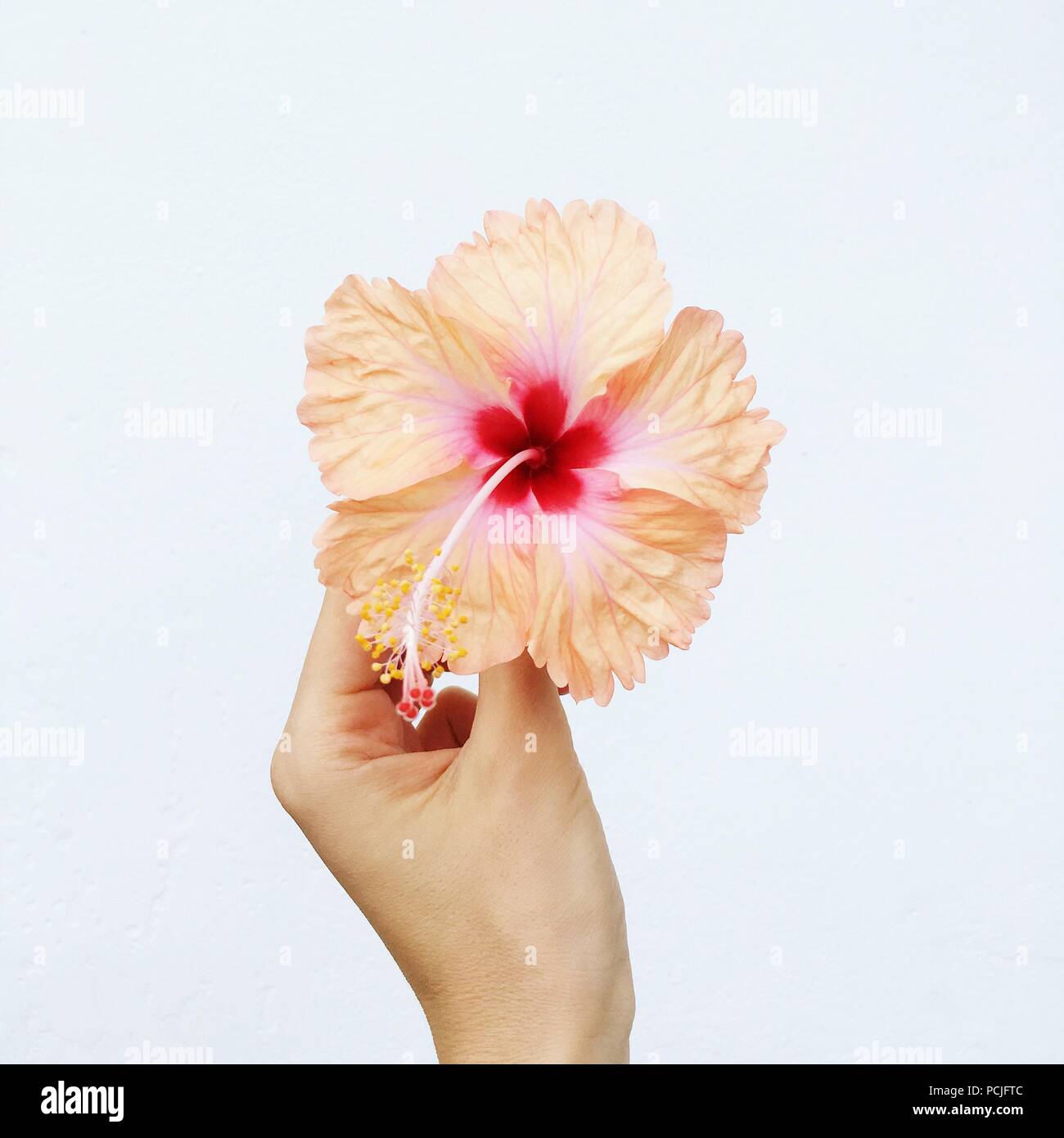 Hand holding flower hi-res stock photography and images - Alamy