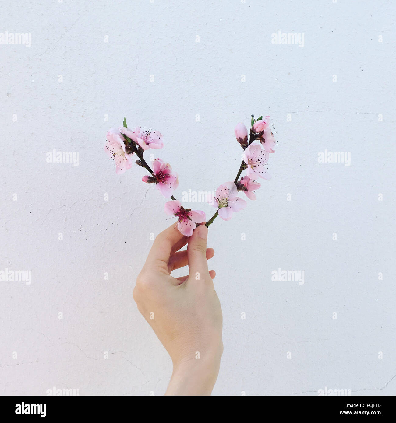 Person holding a branch hi-res stock photography and images - Alamy