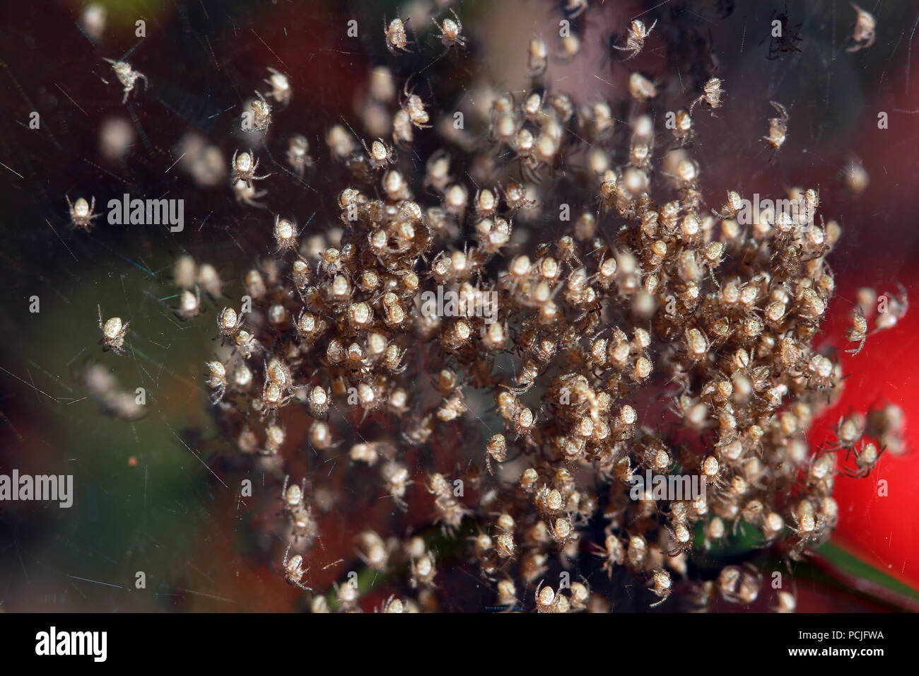 Baby spiders in nature hi-res stock photography and images - Alamy