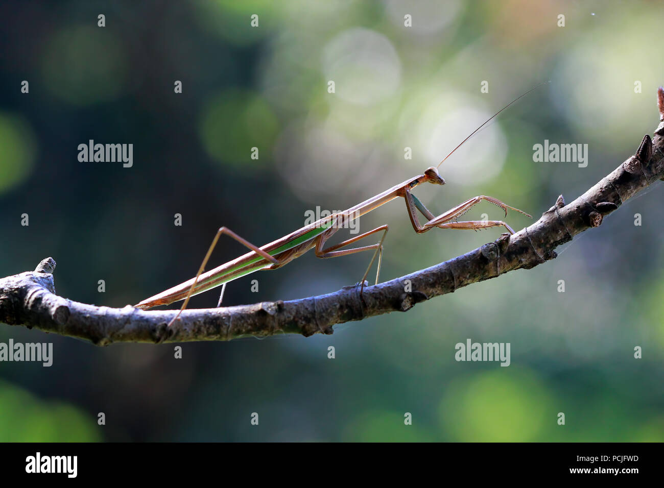 Mantis on branch, Indonesia Stock Photo - Alamy