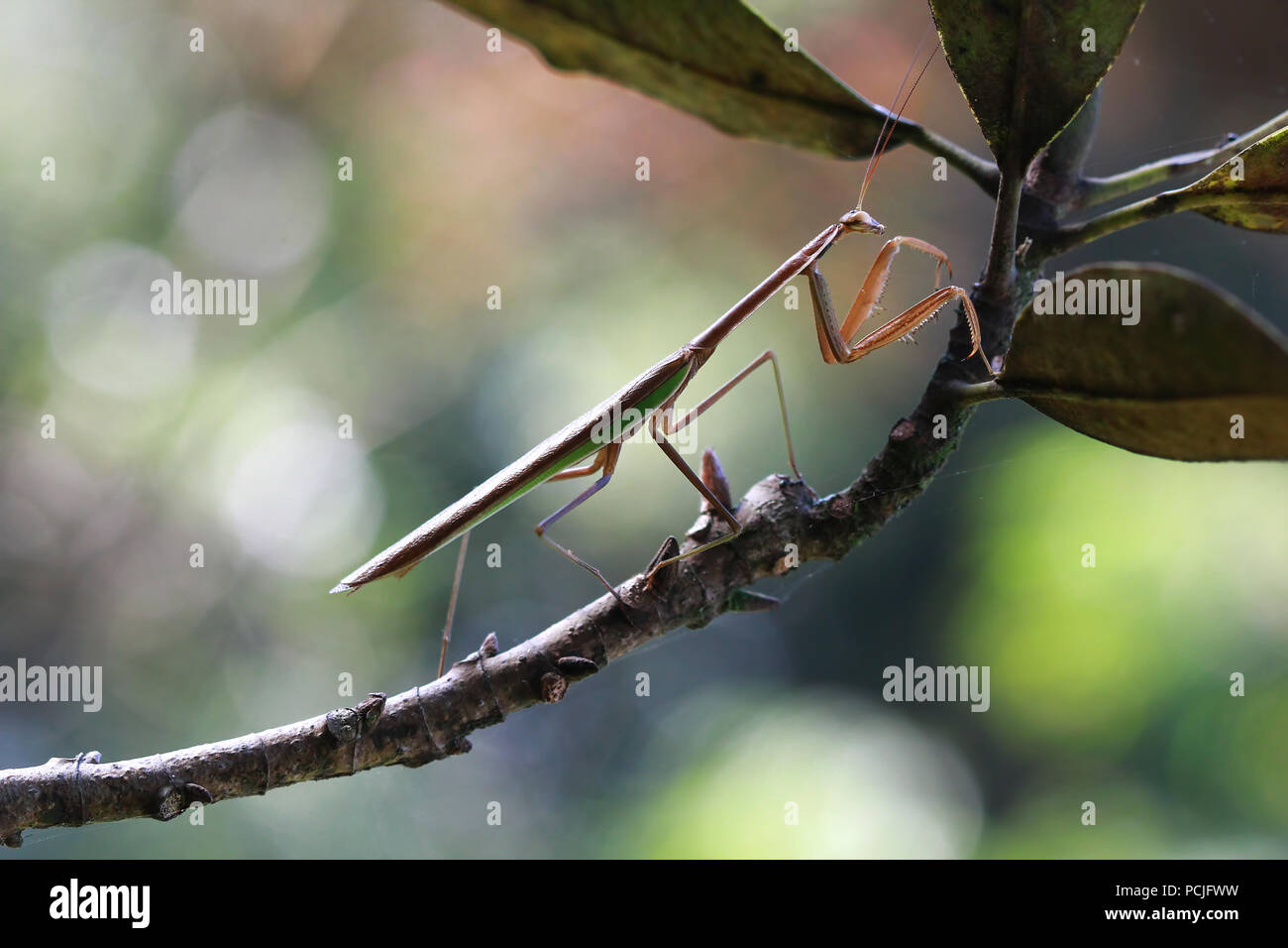 Mantis on branch, Indonesia Stock Photo - Alamy