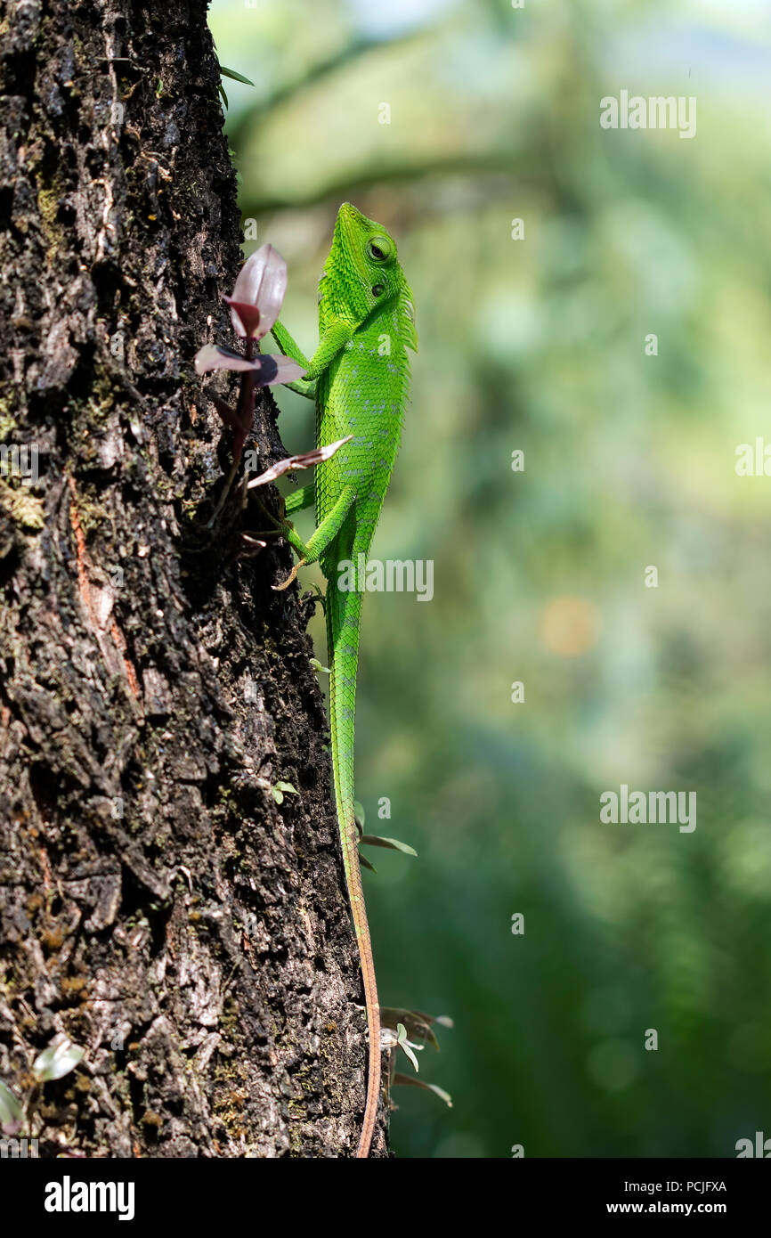 Lizard crawling up a tree, Indonesia Stock Photo - Alamy