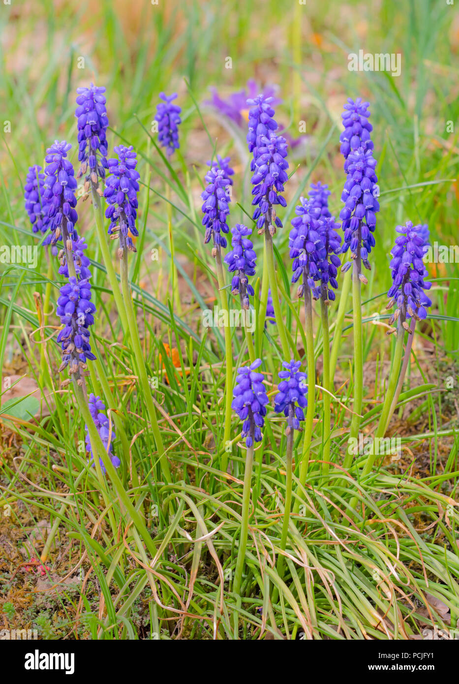 Purple muscari flowers in the garden Stock Photo - Alamy