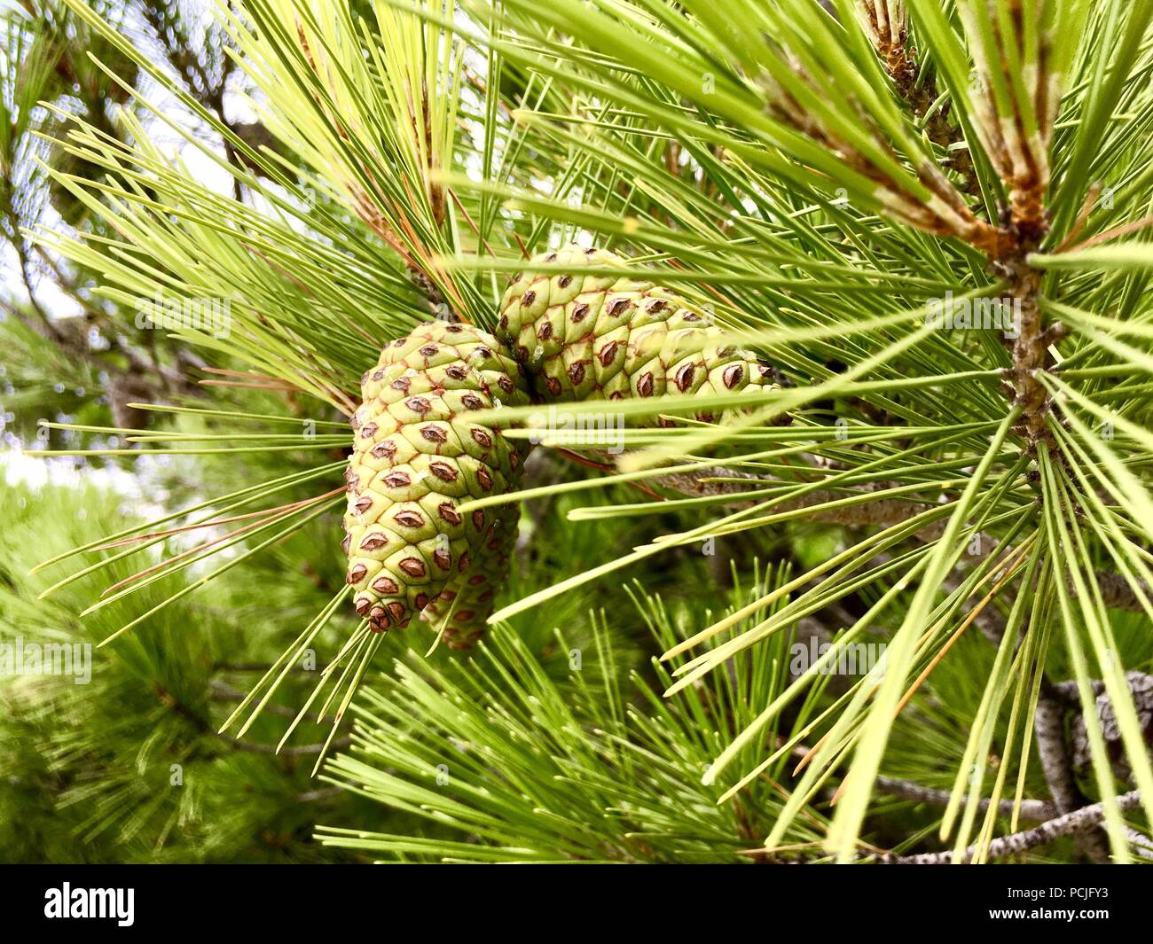 Close-up of pinecones on a tree, Croatia Stock Photo - Alamy