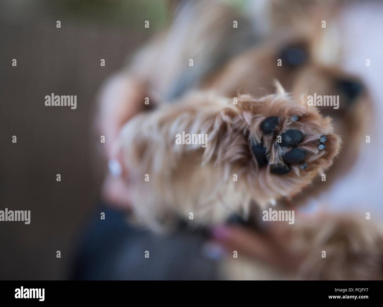 Close-up of a yorkie dog's paw Stock Photo - Alamy