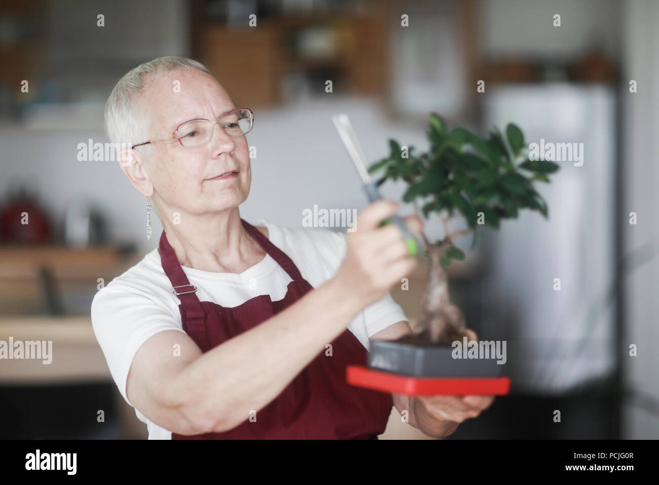 Person tending to bonsai hi-res stock photography and images - Alamy