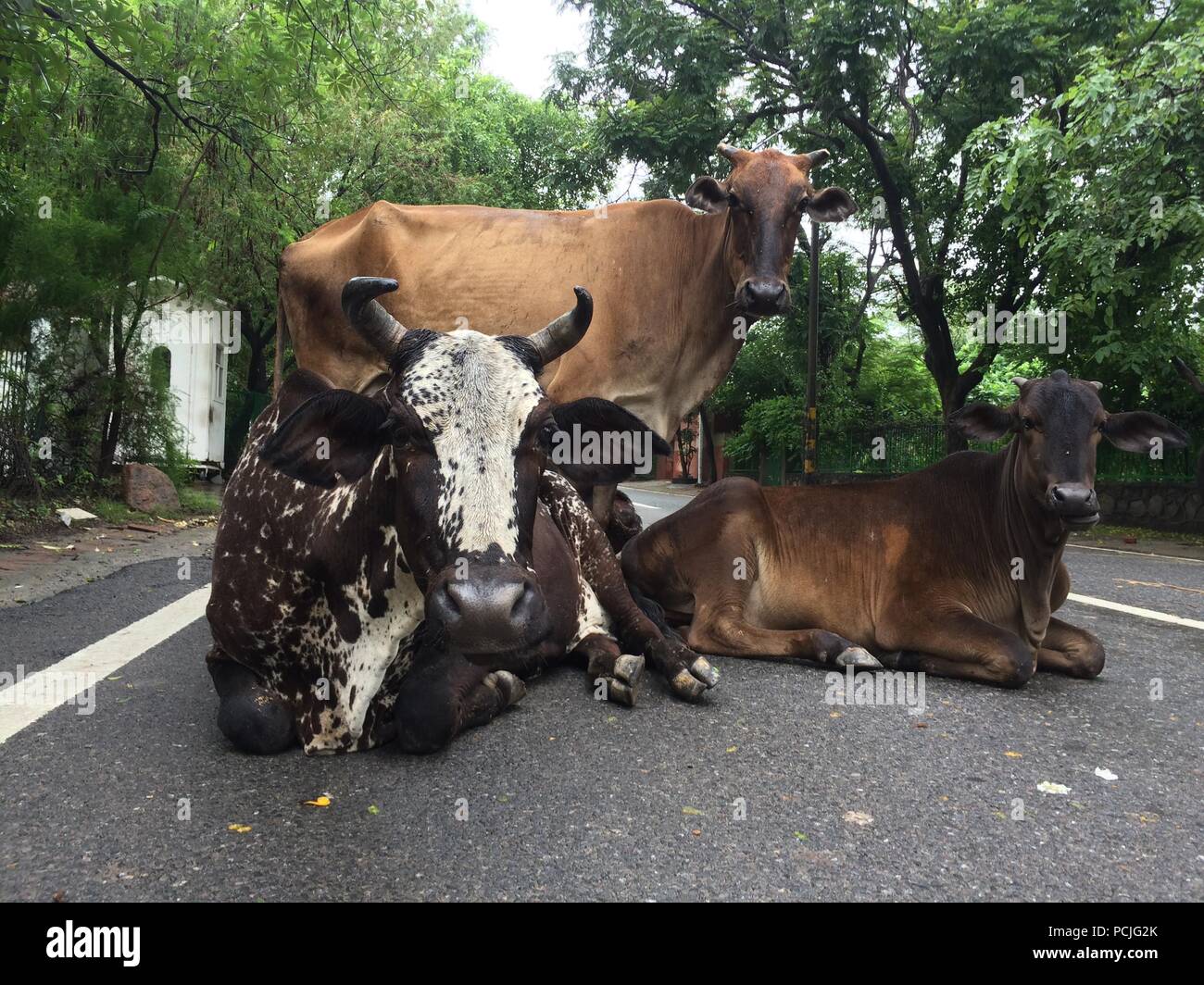 Delhi cow hi-res stock photography and images - Alamy