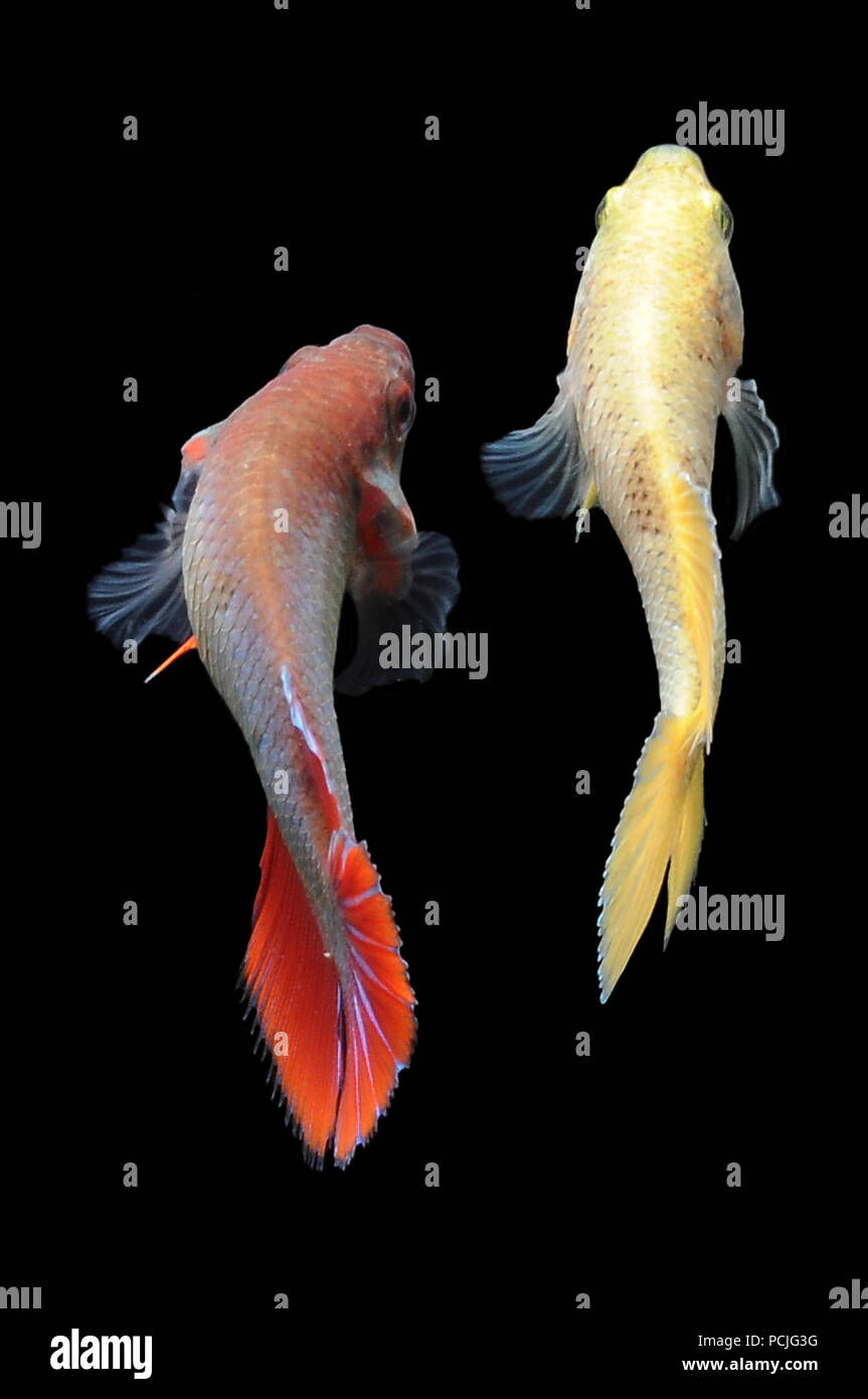 Two betta fish Stock Photo - Alamy