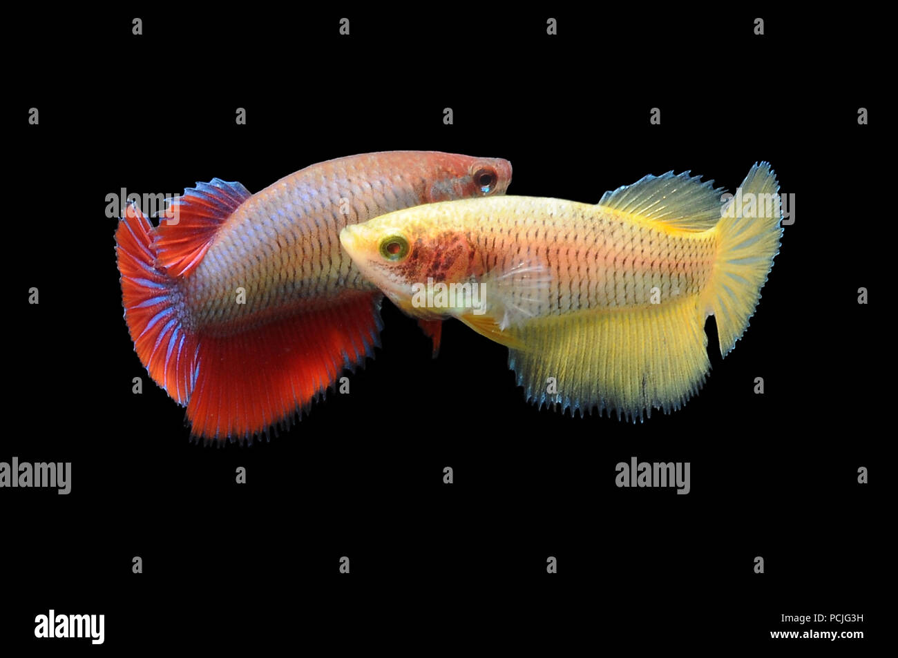 Two betta fish Stock Photo - Alamy