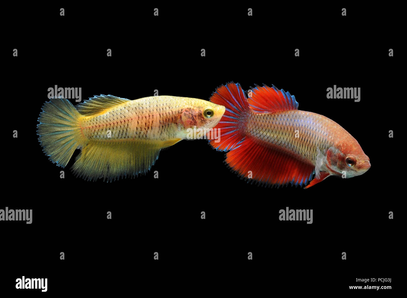 Two betta fish Stock Photo - Alamy
