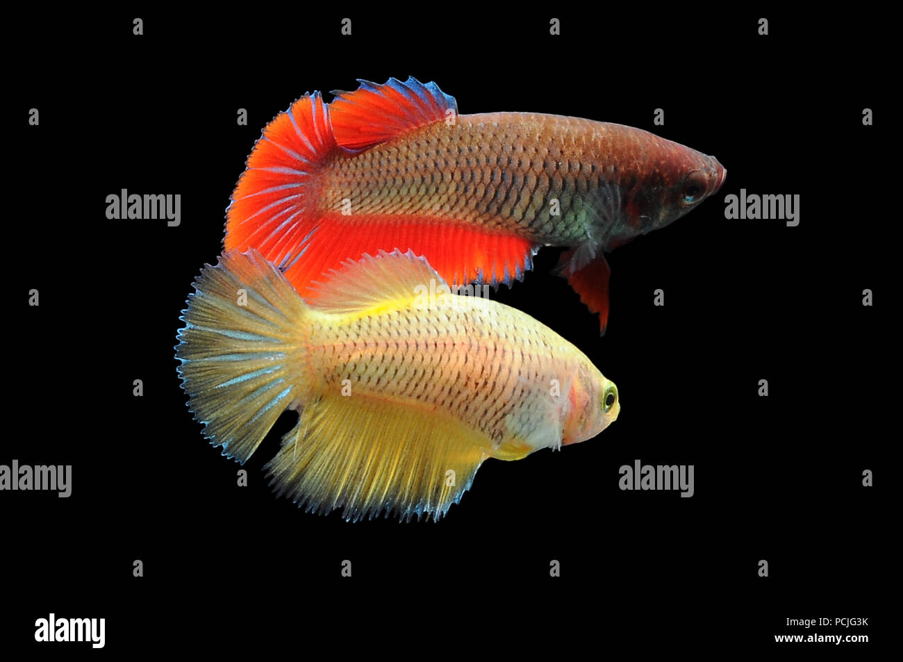 Two betta fish Stock Photo - Alamy