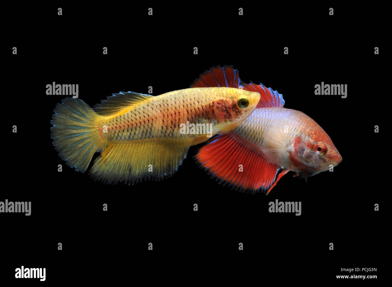 Two fish fighting hi-res stock photography and images - Alamy