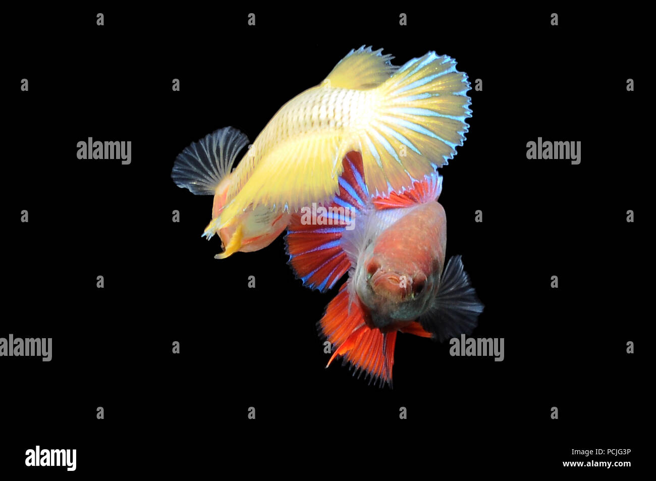 Two betta fish Stock Photo - Alamy