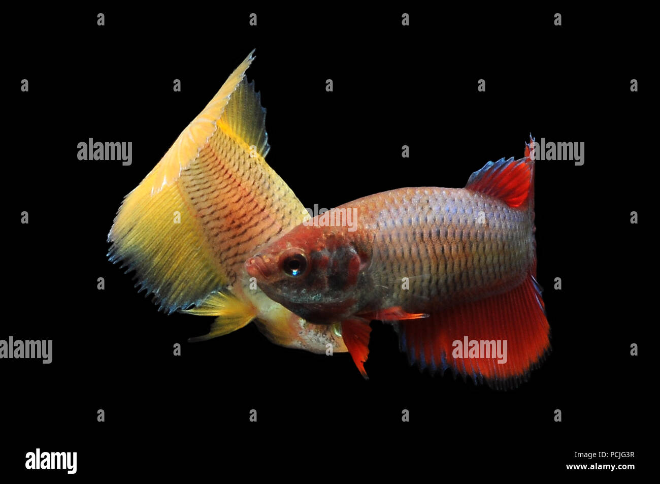 Two betta fish Stock Photo - Alamy