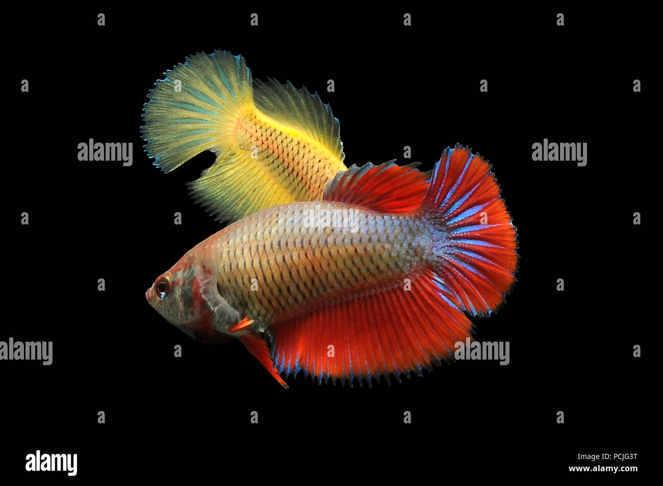Betta fish pet hi-res stock photography and images - Alamy
