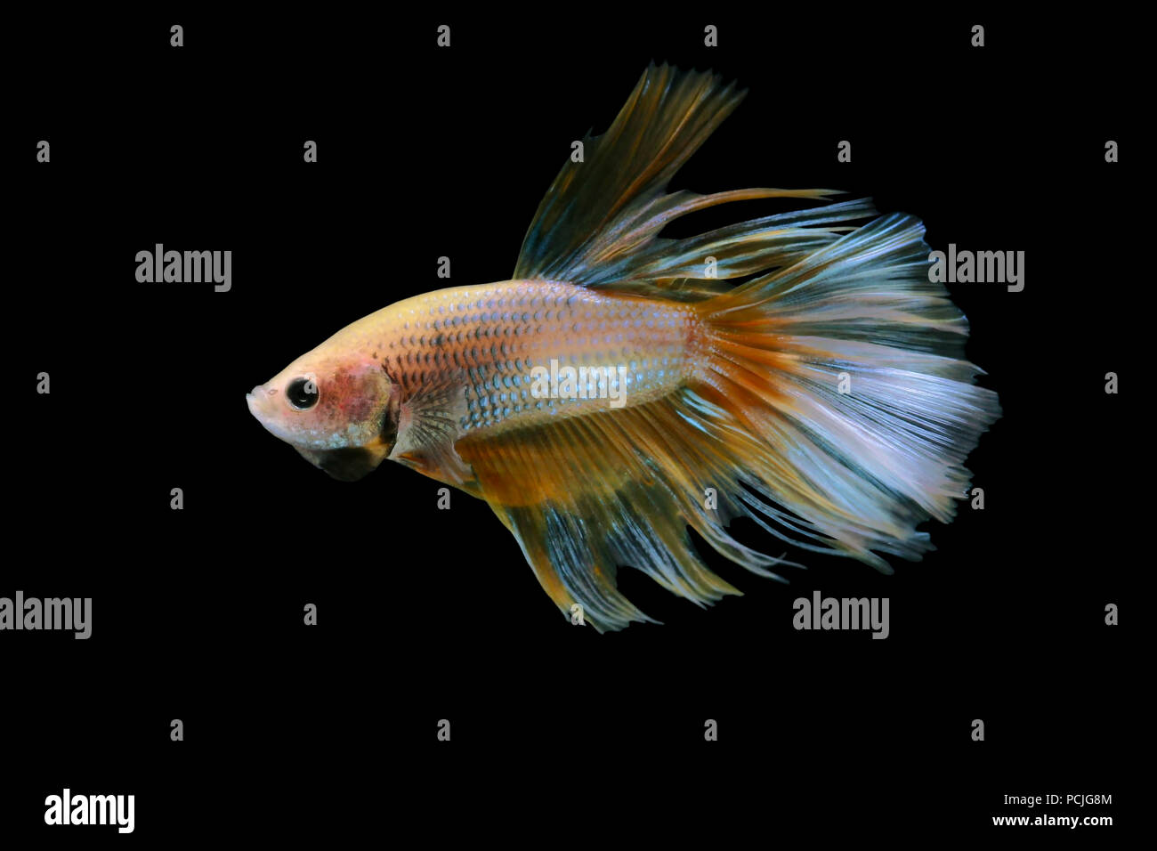 Portrait of a betta fish Stock Photo - Alamy