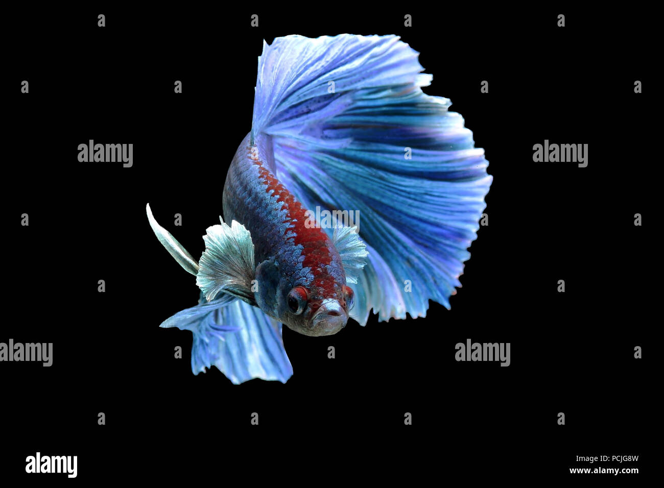 Front view siamese fighting fish hi-res stock photography and images ...