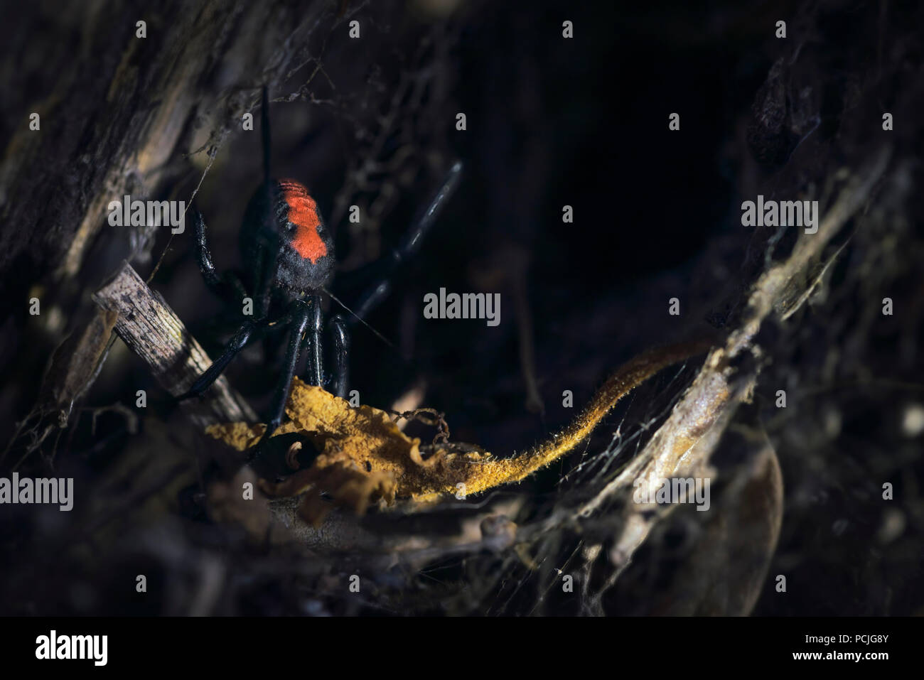 Latrodectus hasselti hi-res stock photography and images - Alamy