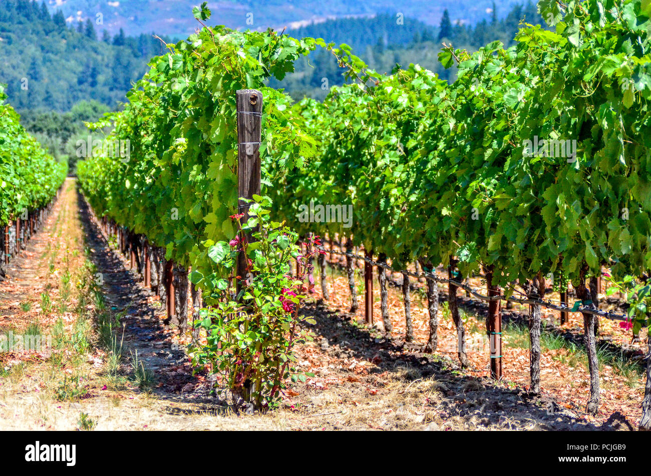 Close-up of vines growing in a vineyard, California, United States ...