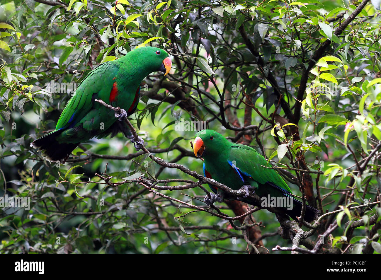 Two parrots in a tree, Indonesia Stock Photo - Alamy