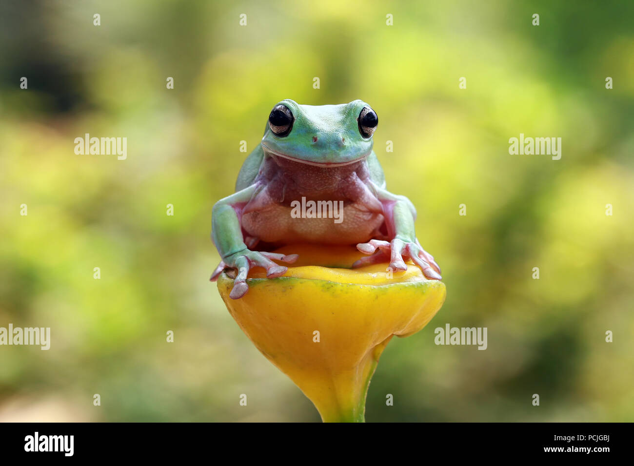 Dumpy frog sitting on a tree hi-res stock photography and images - Alamy
