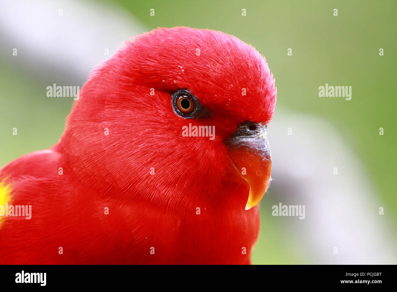 Red parrot hi-res stock photography and images - Alamy