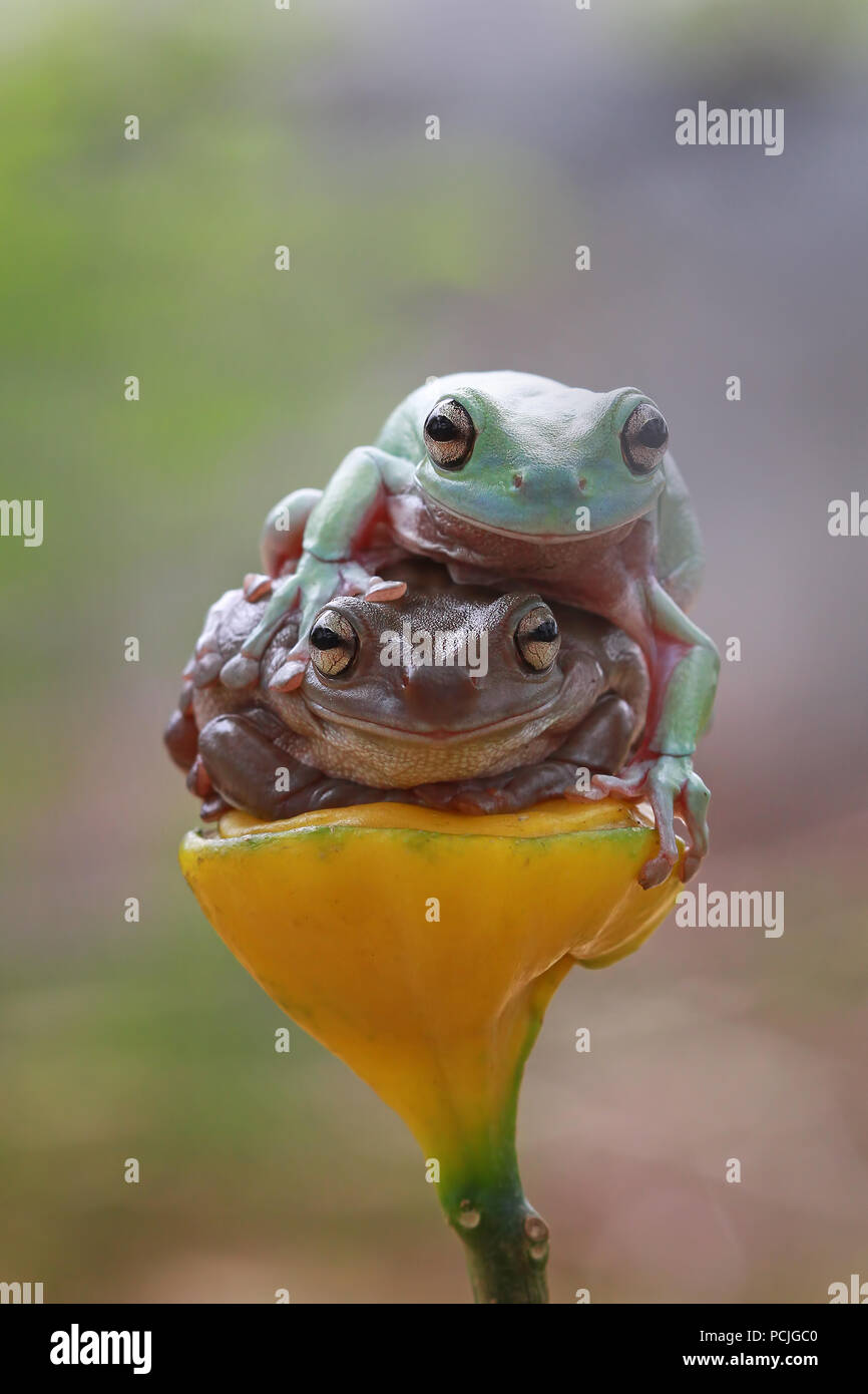 Two dumpy tree frogs sitting on a plant, Indonesia Stock Photo - Alamy
