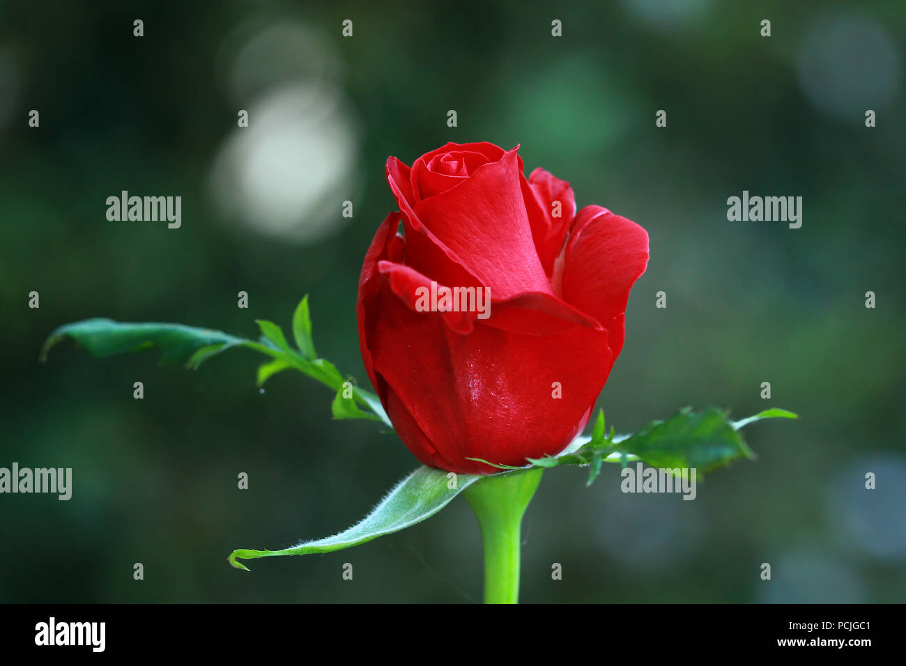 Close-up of a red rose Stock Photo - Alamy