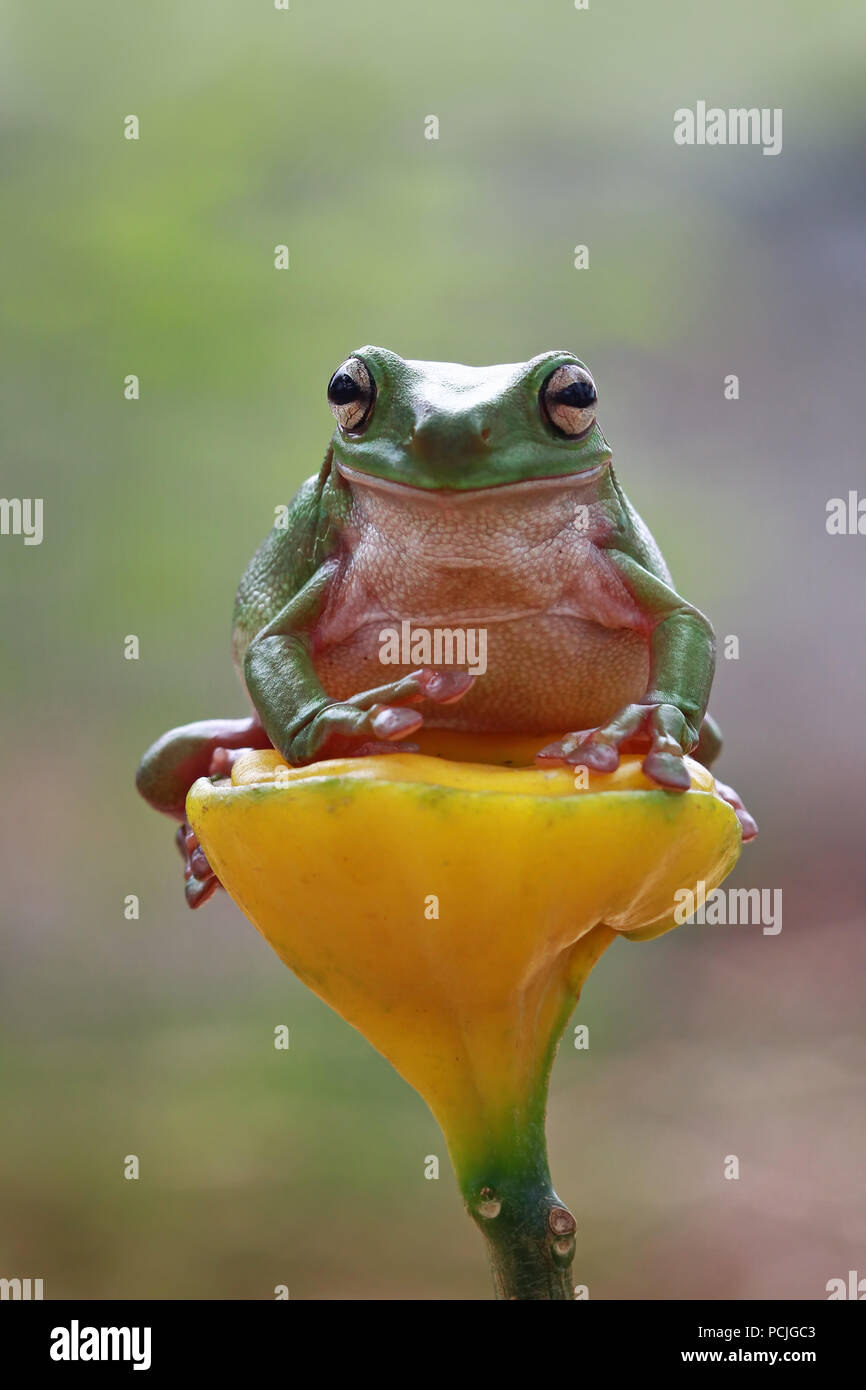 Dumpy tree frog sitting on a plant, Indonesia Stock Photo - Alamy