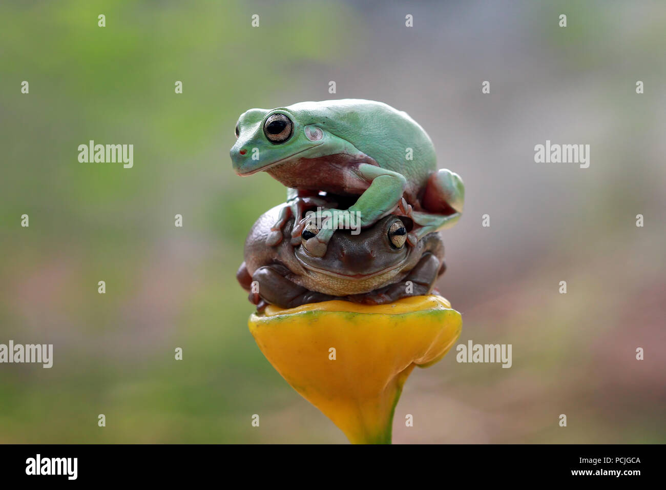 Two dumpy tree frogs sitting on a plant, Indonesia Stock Photo - Alamy