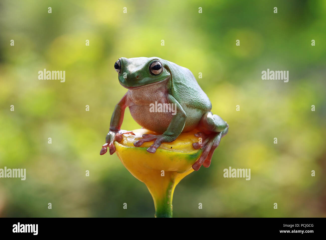 Dumpy tree frog on plant hi-res stock photography and images - Alamy