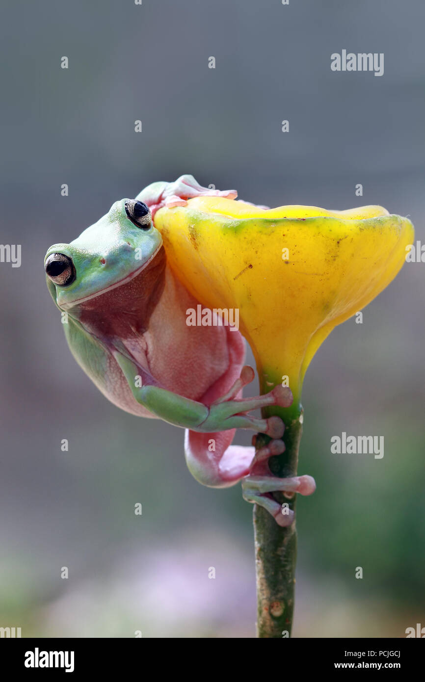 Dumpy tree frog sitting on a plant, Indonesia Stock Photo - Alamy