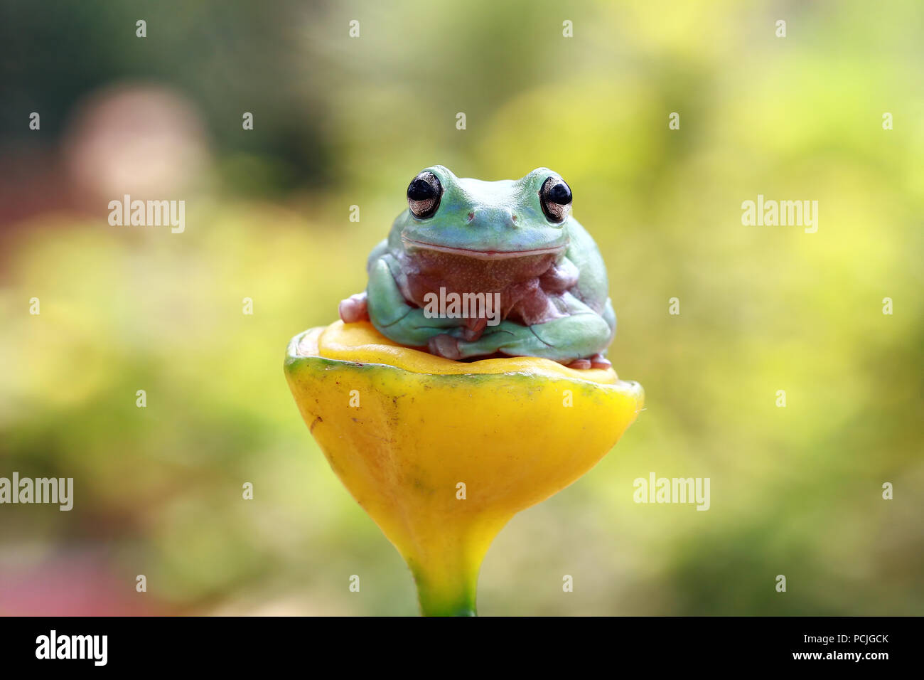 Dumpy frog sitting on a tree hi-res stock photography and images - Alamy