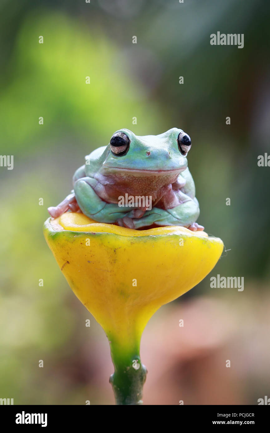 Dumpy tree frog sitting on a plant, Indonesia Stock Photo - Alamy