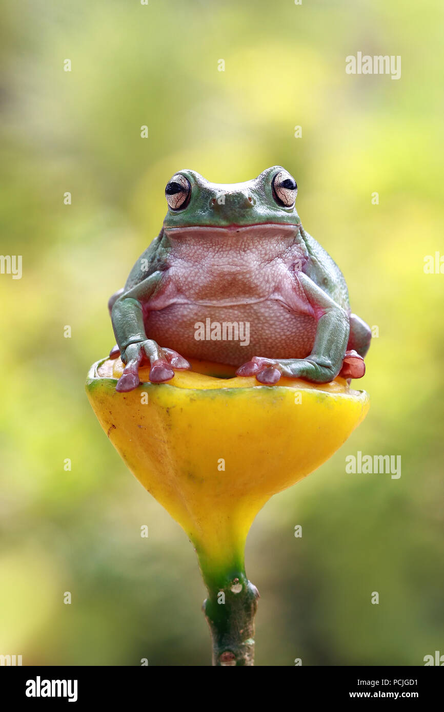 Dumpy tree frog sitting on a plant, Indonesia Stock Photo - Alamy